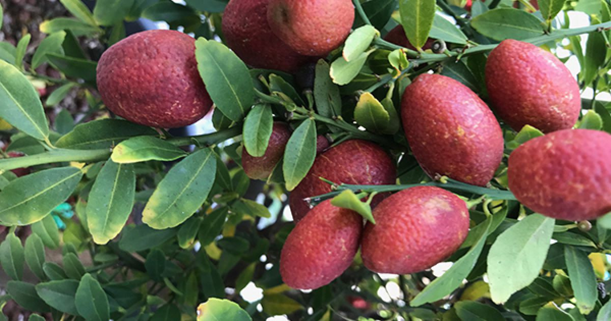 Australian Bush Tucker Plants To Grow | Baileys Fertilisers - Baileys ...