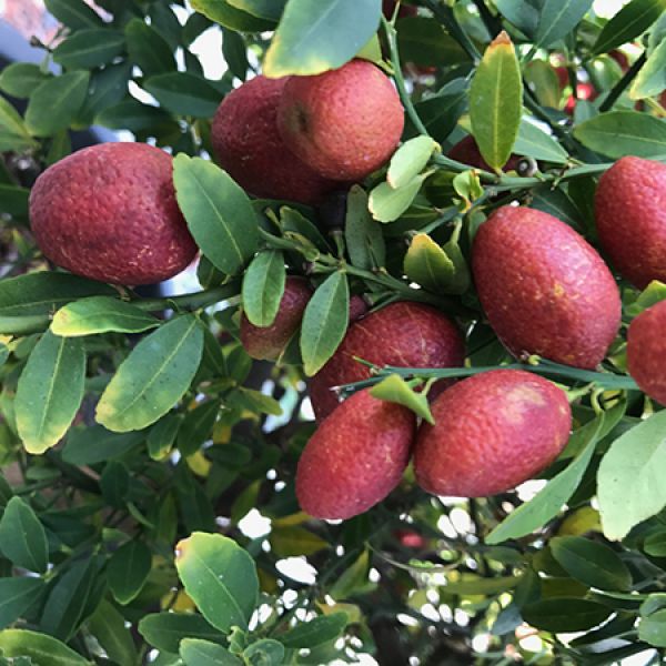 Australian Bush Tucker Plants To Grow | Baileys Fertilisers - Baileys ...