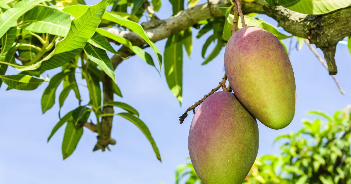 Mango Growing in perth - Baileys Fertilisers