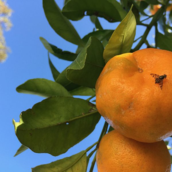 Fighting Fruit Fly | Gardening Blog | Baileys Fertilisers - Baileys ...