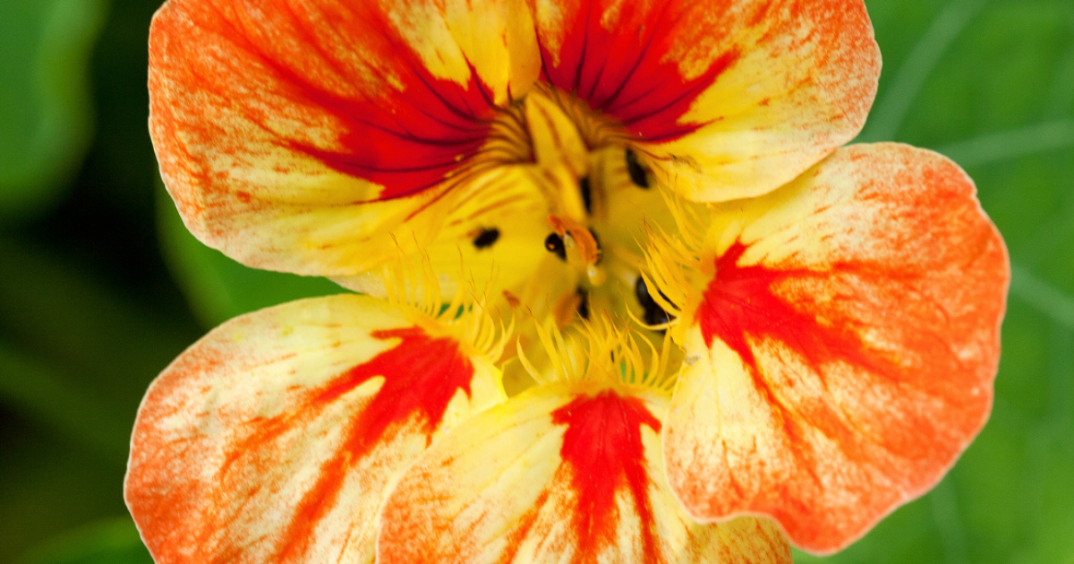 Nasturtiums are known for their bright, colourful flowers that come in ...