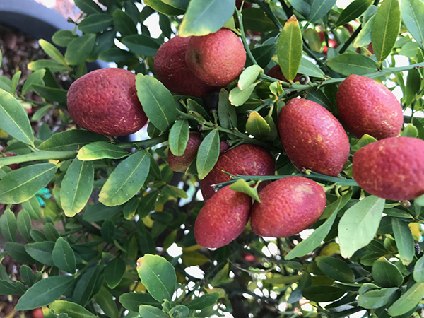 Australian Bush Tucker Plants To Grow | Baileys Fertilisers - Baileys ...