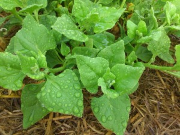 Australian Bush Tucker Plants To Grow | Baileys Fertilisers - Baileys ...